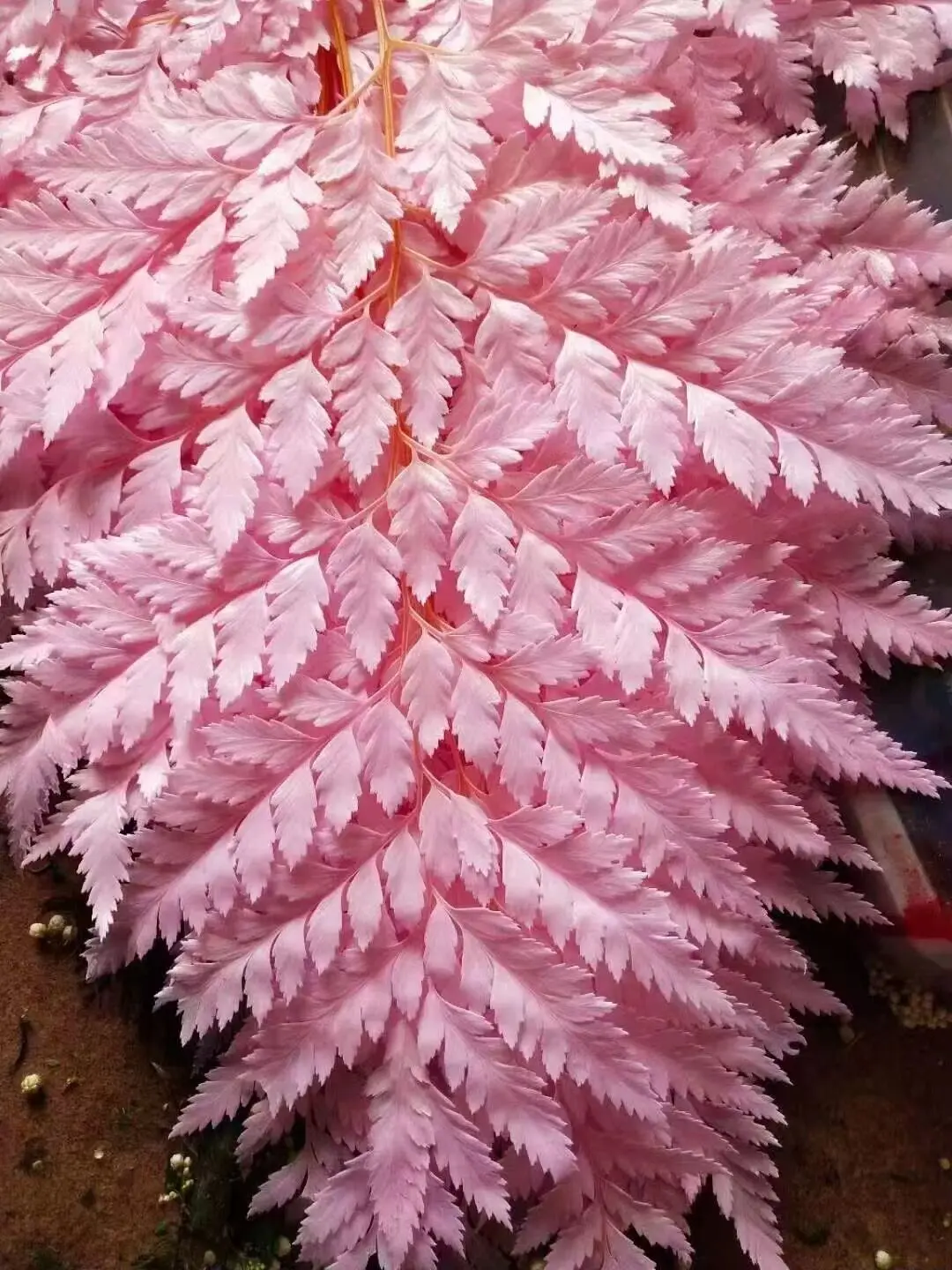 Preserved Real White Arachniodes Fern For Flower Arrangement - 10 Pcs