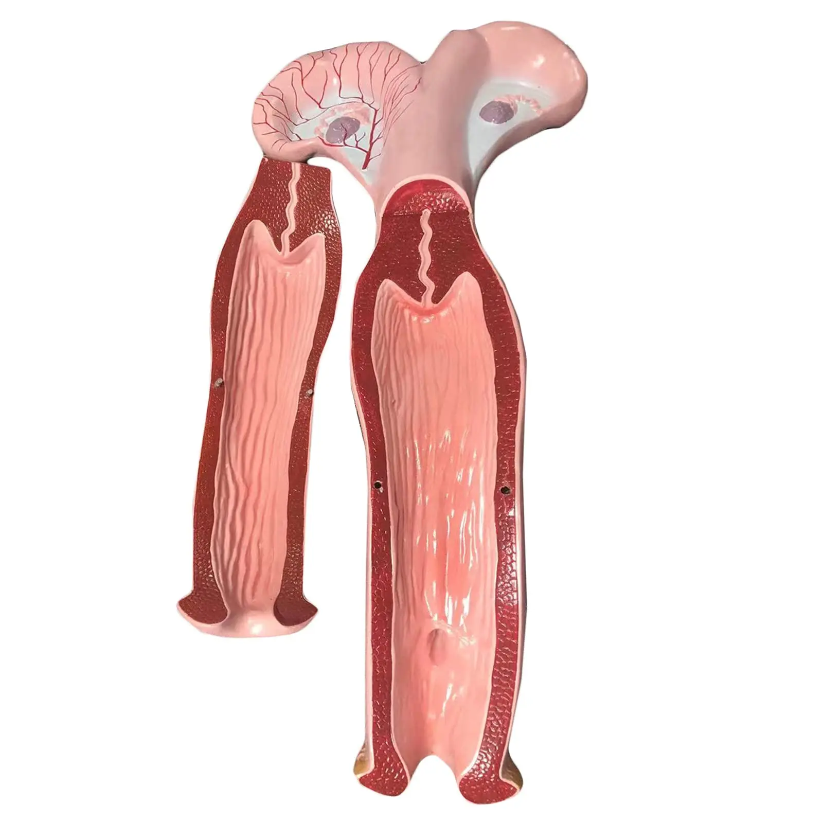 KyrenMed Cow Uterus Anatomical Model Bovine Uterus Model Animal ...