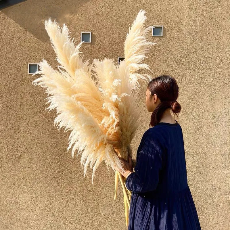 Decorative Flowers Pampasgras Pampass Fluffy Tall Pampa Flower Natural ...