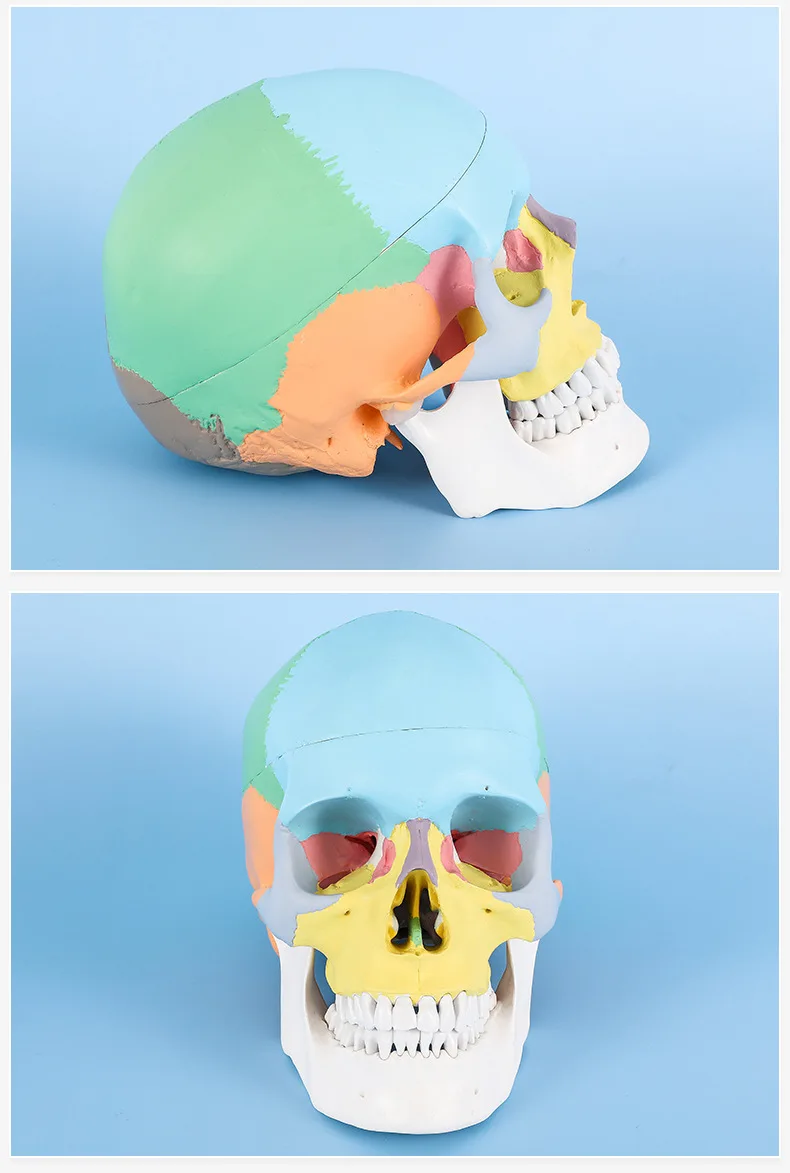 Human Anatomy Skull Model - Medical Teaching Tool