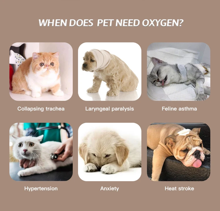 Pet Oxygen Concentrator Continuous Flow Settings 0.5 To 5lpm Vet Oxygen ...