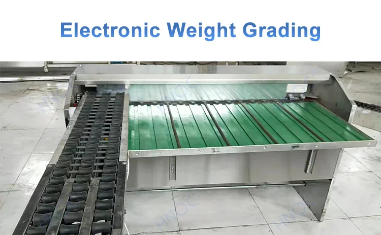 5 Row Lane Egg Sorter Scale and Grader Weigh Inspection 10000 Egg/hr ...