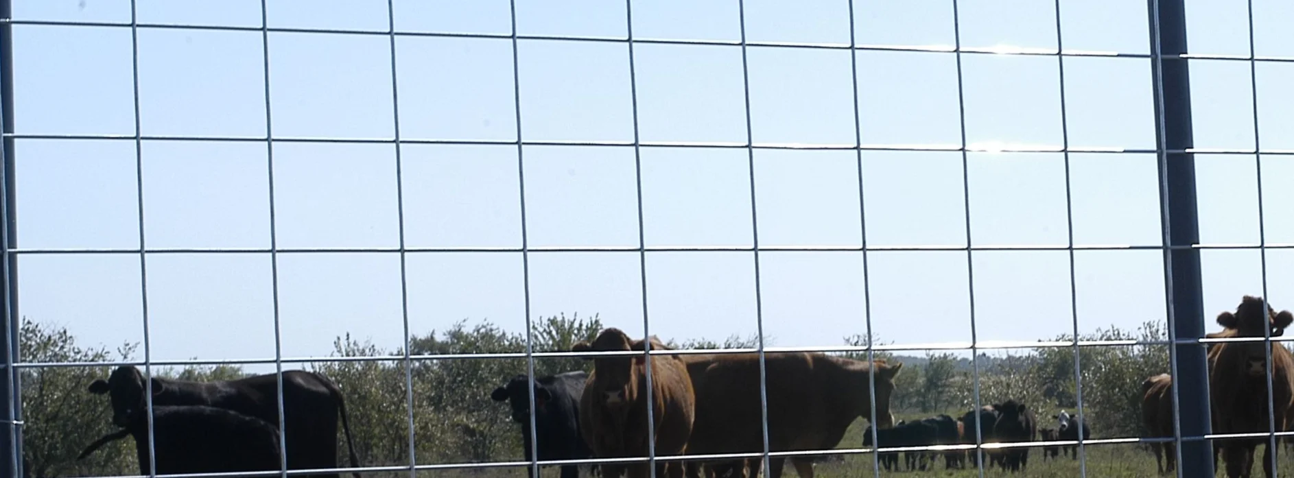 Durable 10 Line Cattle Panel - 16 Ft. L X 50 In. H GALVANIZED