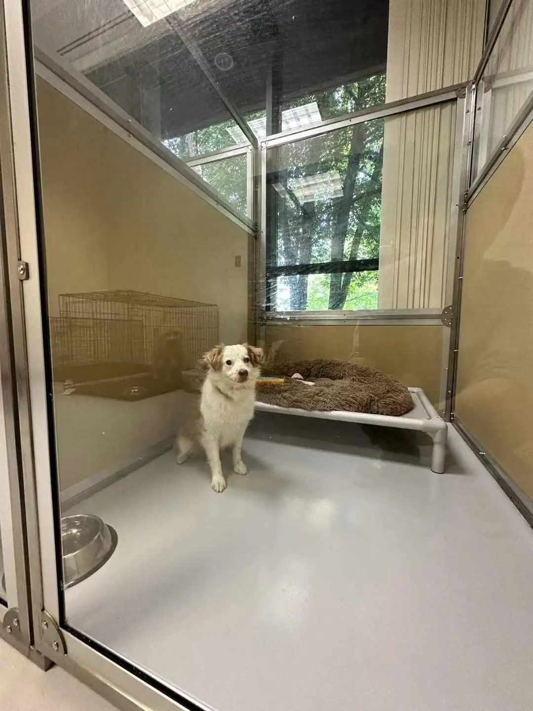 Aeolus Tempered Glass Stainless Steel Pet Boarding Prefab Commercial ...