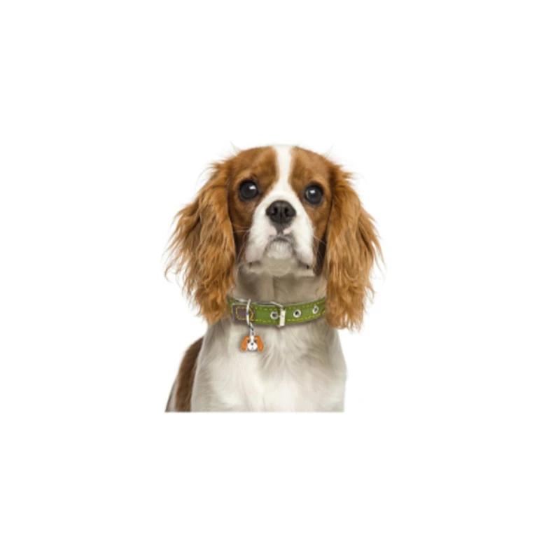 QR Code Custom URL Programmable 13.56MHz Full Epoxy Metal Edge NFC Dog ... QR Code Custom URL Programmable 13.56MHz Full Epoxy Metal Edge NFC Dog ...
