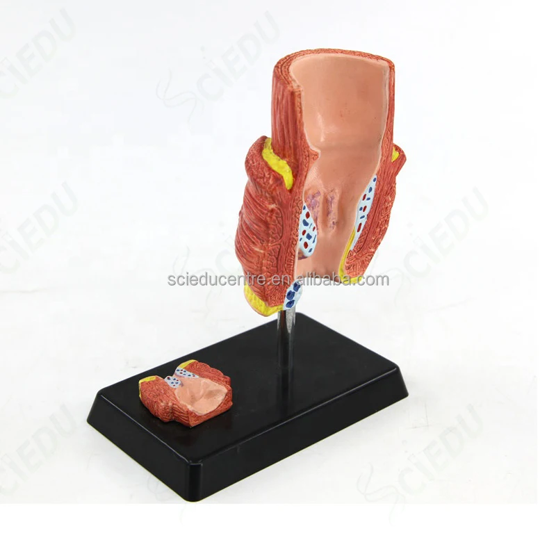 Pvc Plastic Intestinal Anatomy Model Suturing Intestine Model - Buy ...