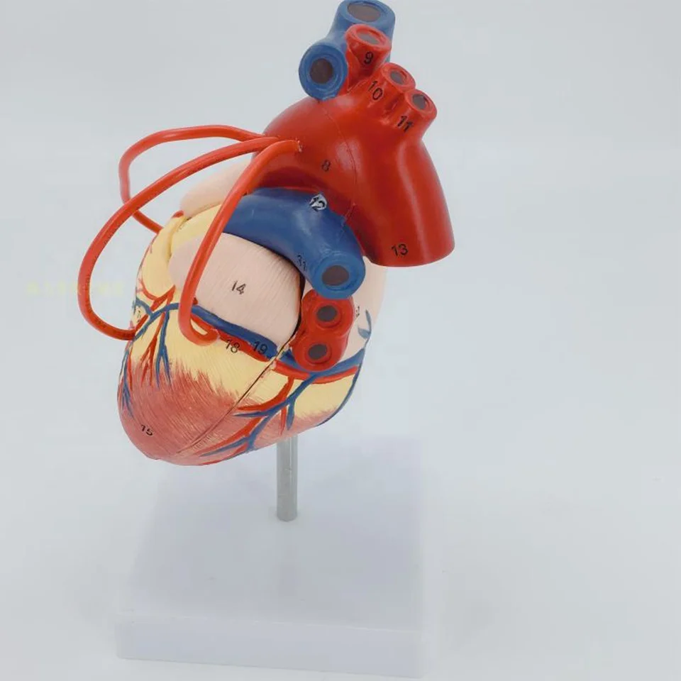 Alibaba.com: 2 Part Life-Size Medical Teaching Human Heart Model with ...