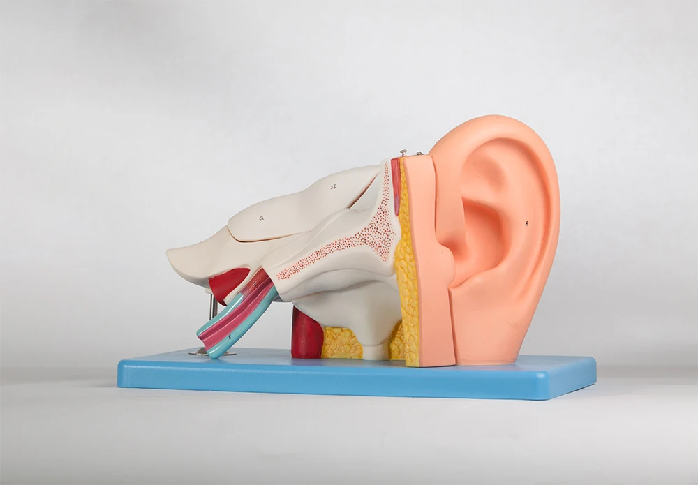 3D Ear Anatomy Model - Life Size Medical Display