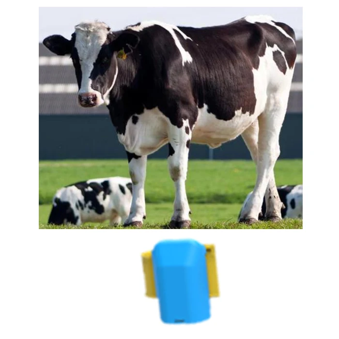 Dairy Cows Leg Sensor Tag Activity Detection Estrus Alert Pasture ...