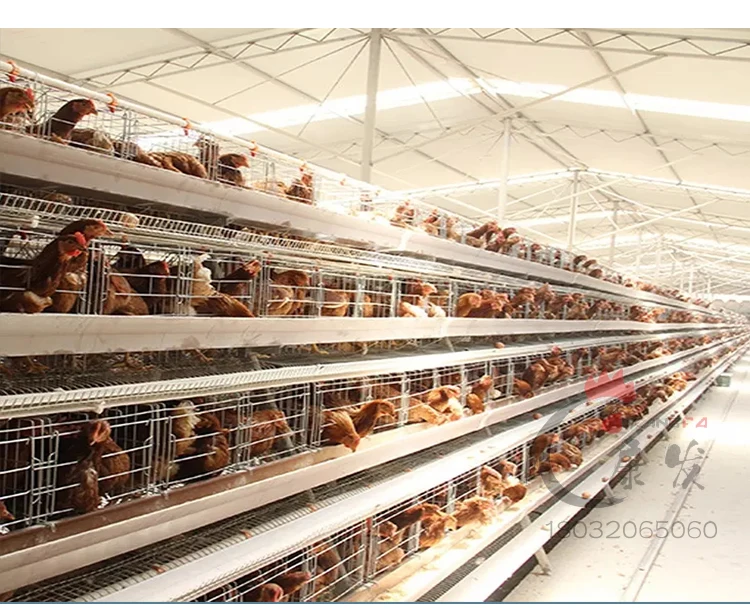 A Type Automatic Layer Cage System for Efficient Chicken Farming
