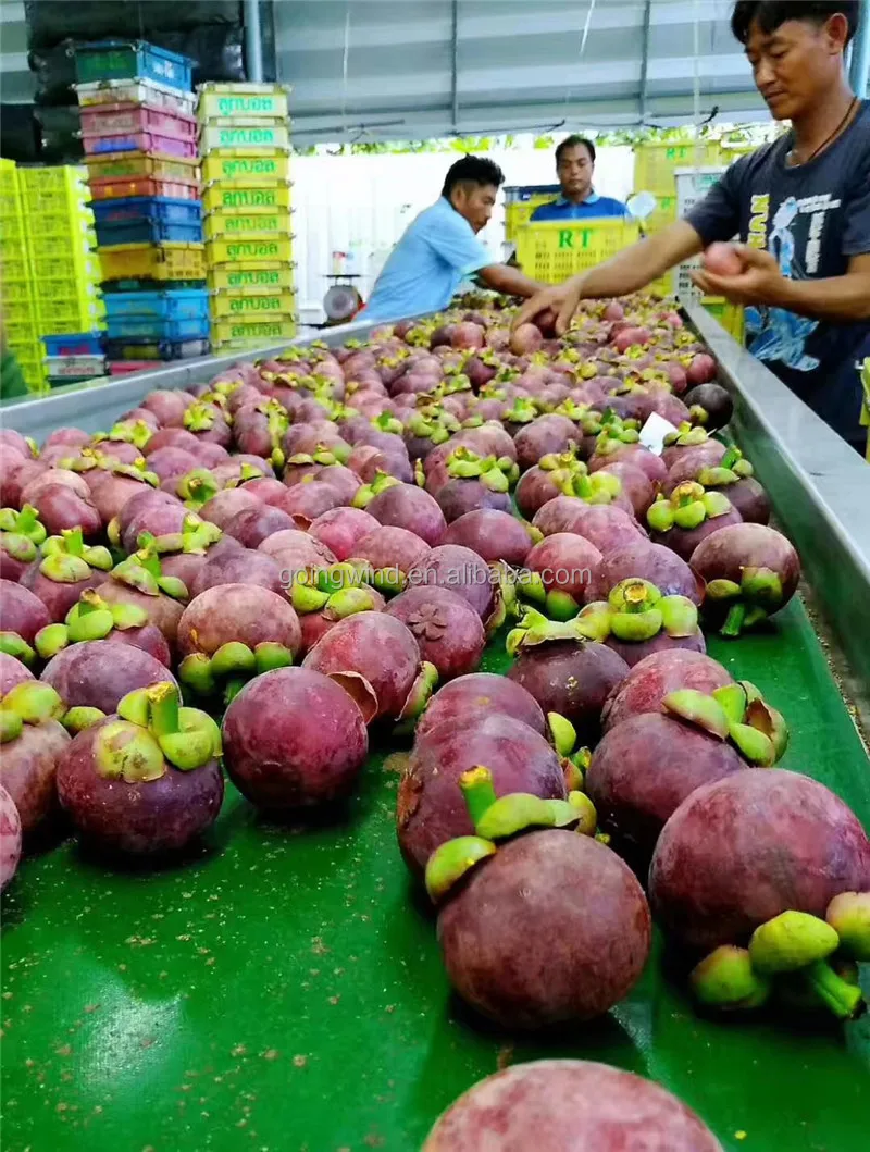 Efficient Mango Grading Machine - Automatic & Customizable