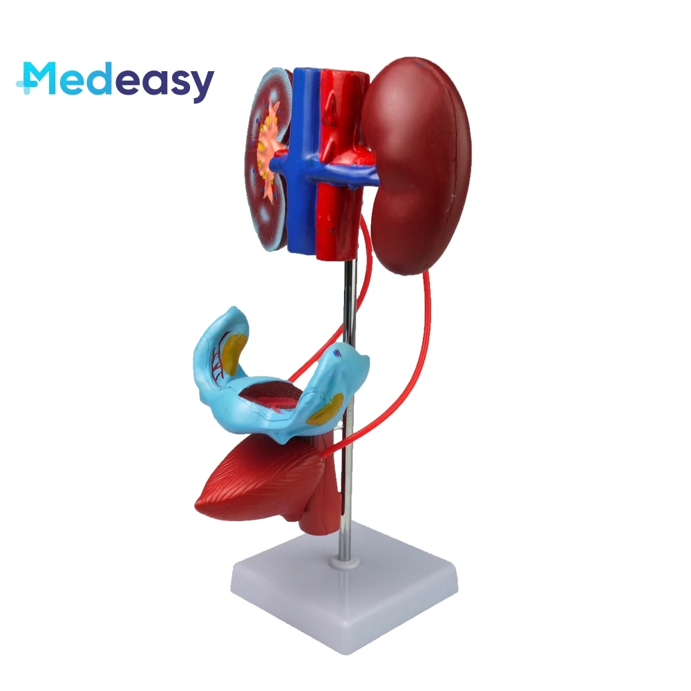 Male And Female Genitourinary System Model,Kidney Anatomy Mold,Bladder ...