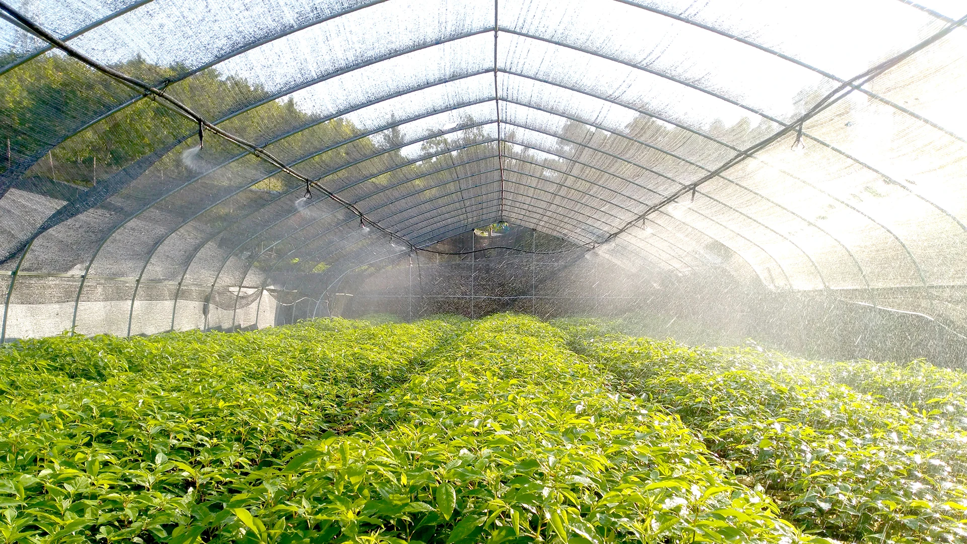 Cold Plasma Water Treatment Machine for Hydroponic Farming