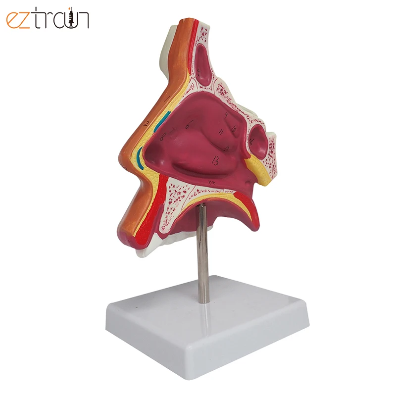 Nasal Cavity Model - Anatomy of the Nose and Nasal Cavity