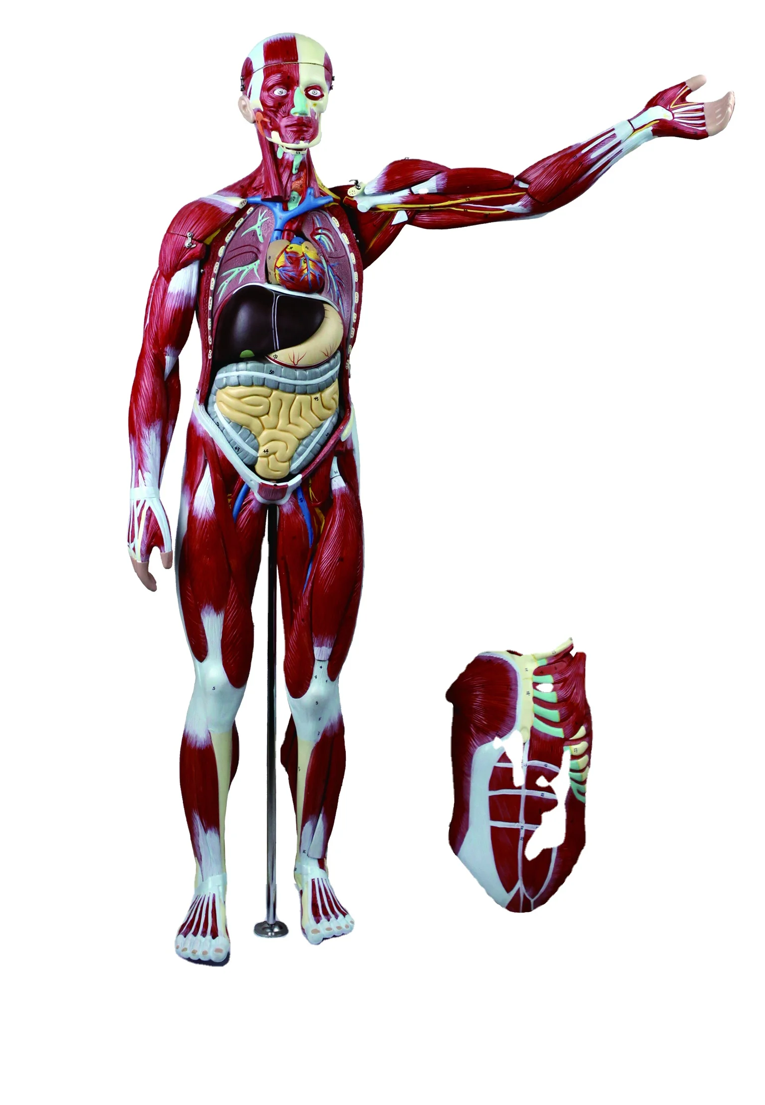 Forensic Dissection Model Head Anatomy for Legal Medical Education ...