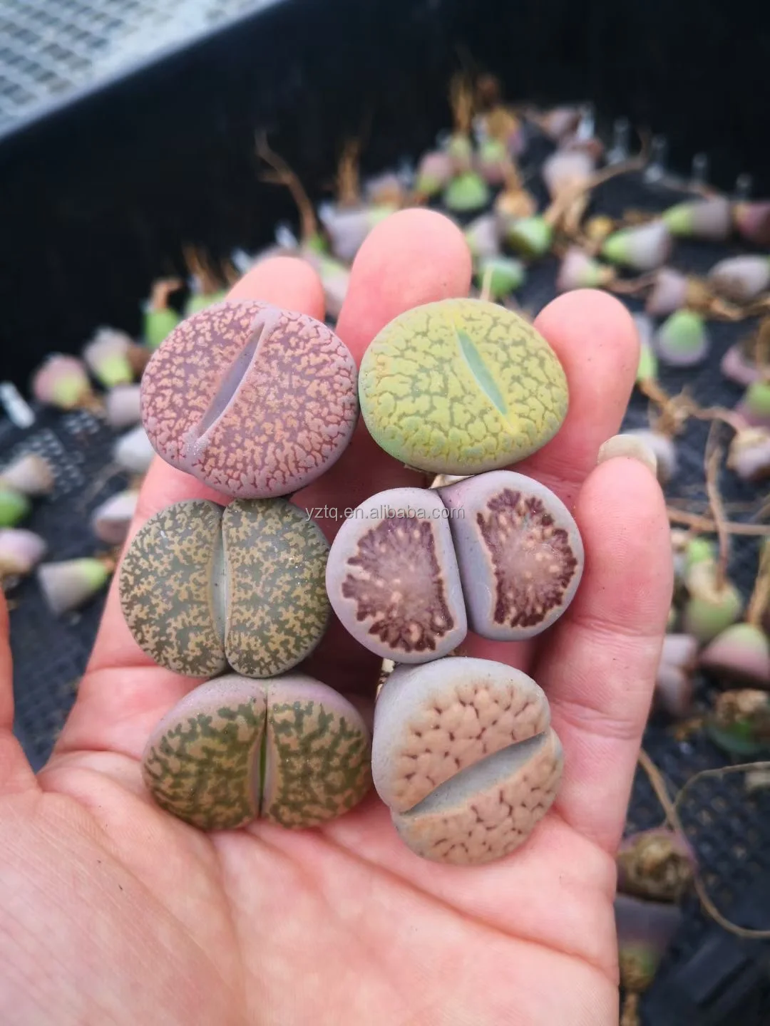 Mixed Lithops Colorful Mini Lithops Indoor Ornamental Lithops For Home ...