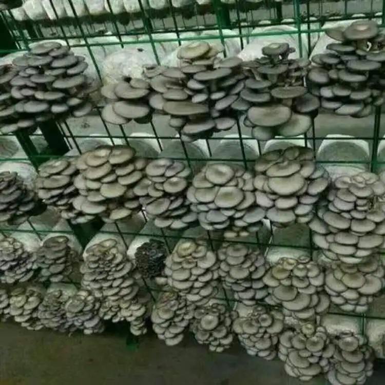 Mushroom Container Growing Equipment Farming Shipping Container Farm ...