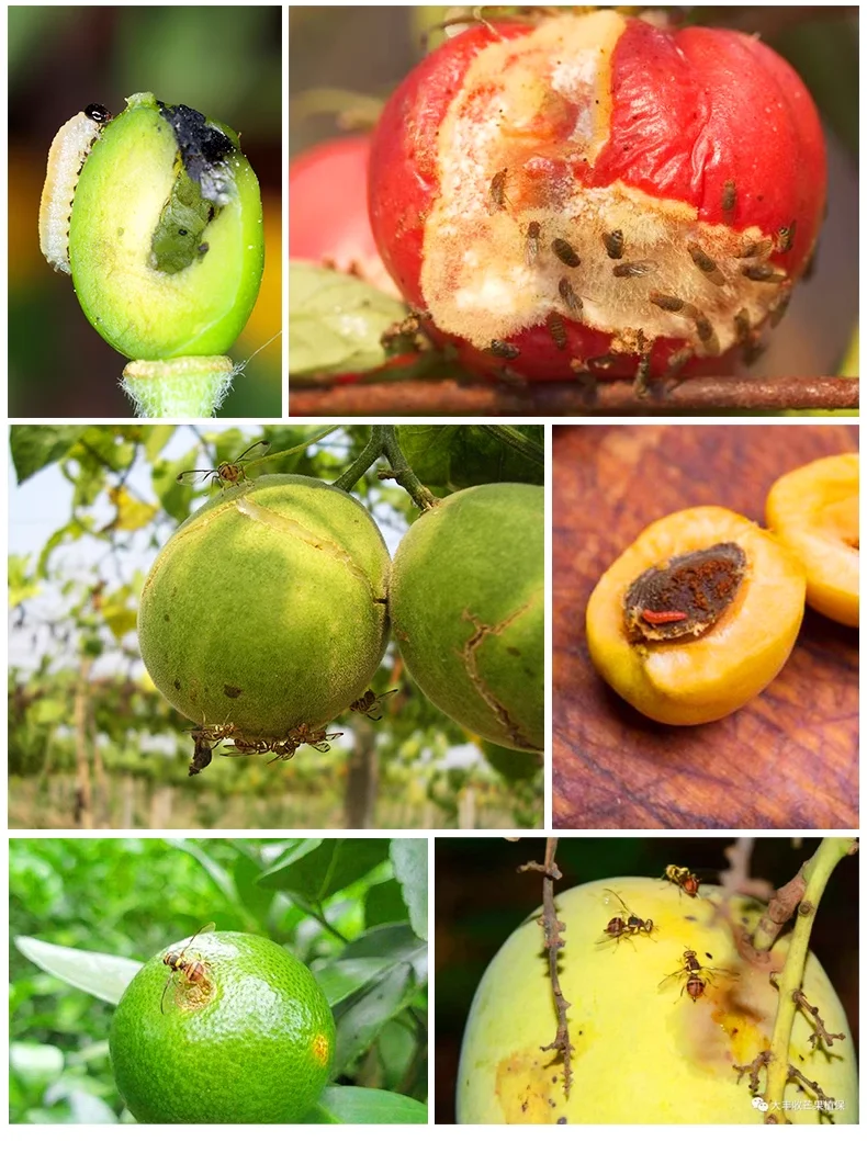 Fruit And Vegetable Insect Attractant: Cutting-edge Pest Monitoring And ...