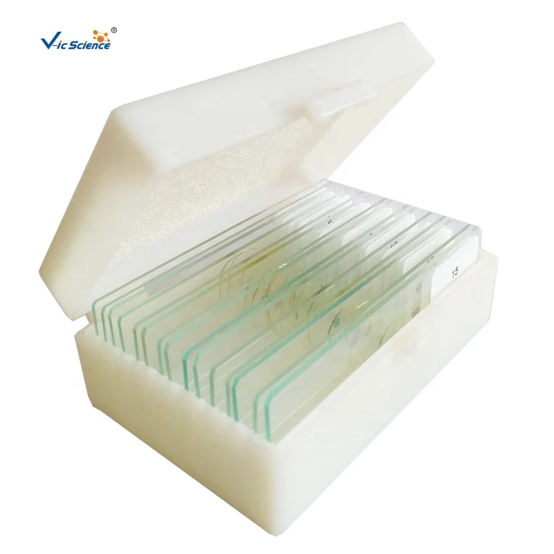 Prepared Epithelial Tissue Histology Slide Educational Equipment - Buy ...