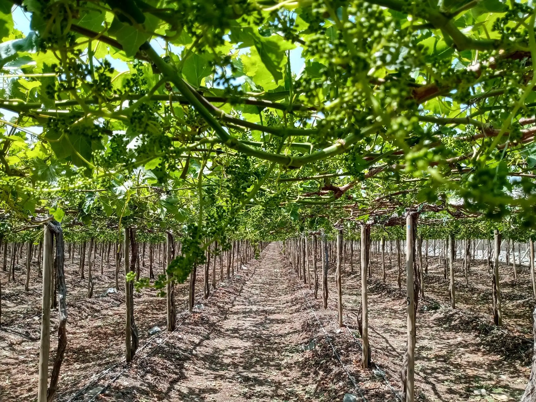 Sistema De Riego Para Jardin 16mm Drip Agricultural Irrigation Pipe ...