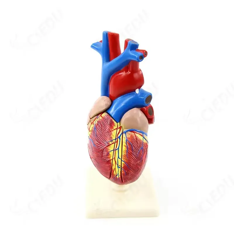 Plastic Life Size Human Heart Anatomy Model Medical Plastics Heart ...