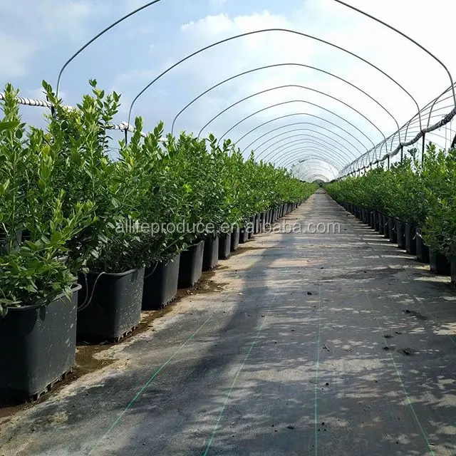 Hydroponic 25 Liter Square Pot Blueberry Pot - Efficient & Durable