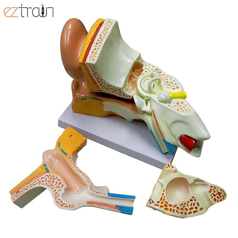 High Quality Magnified Inner Ear Anatomy Model For Medical Teaching ...