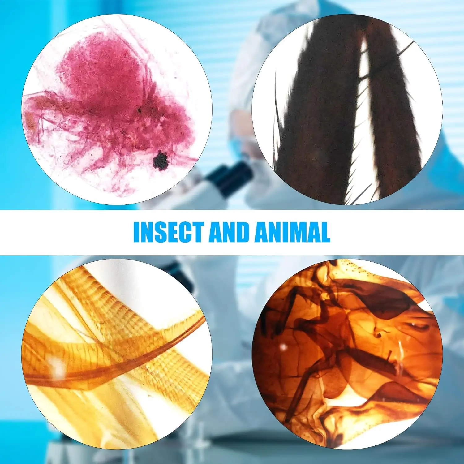 Biological Slide Pure Manual Manufacturing Laboratory Training Human ...
