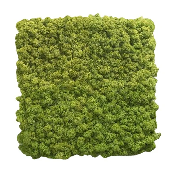 Customized High Quality Moss Wall Panel Preserved Moss Panel Natural ...