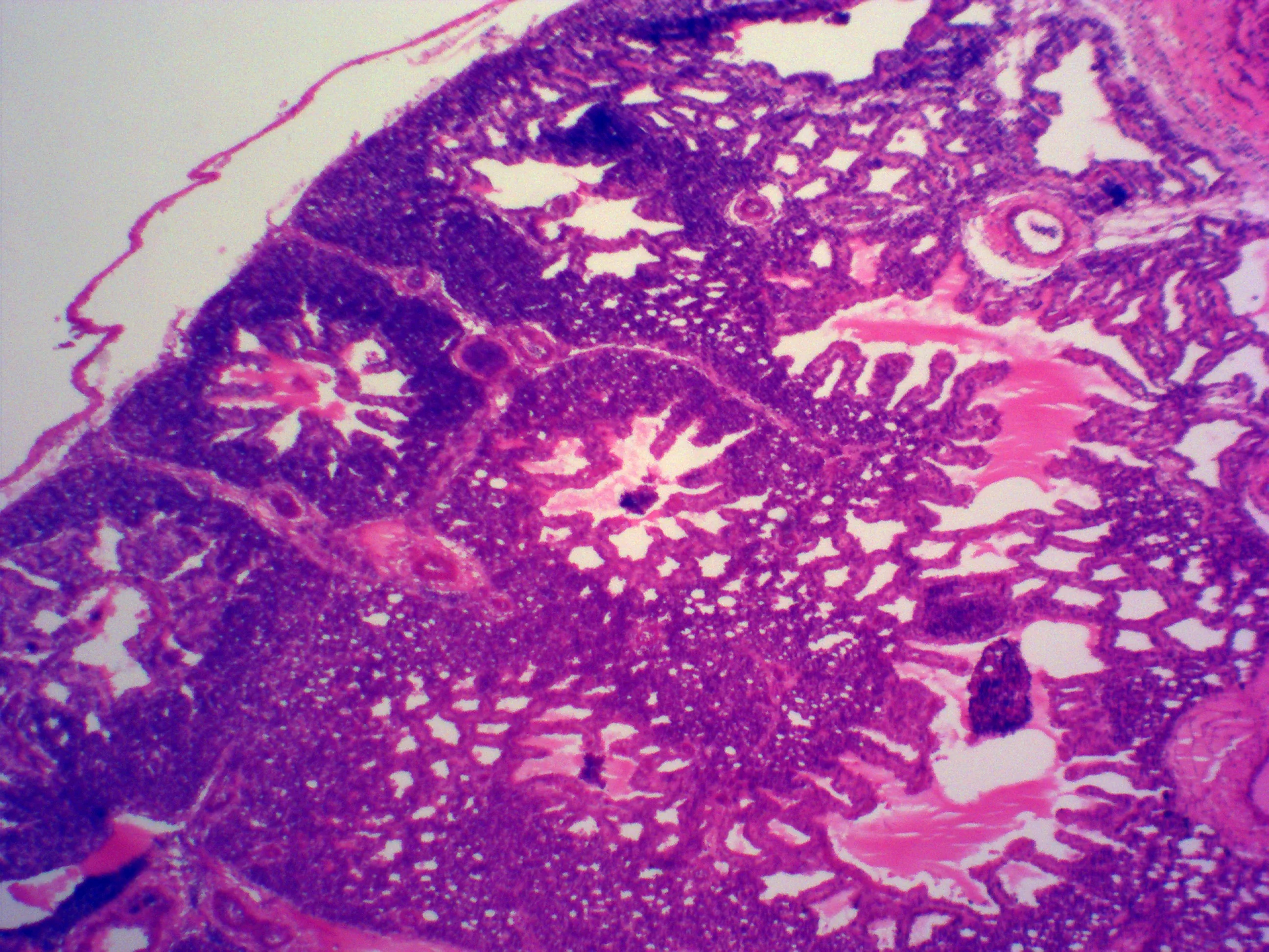 Biology Slides For Laboratory 10 Pcs Histology Prepared Slides Set ...