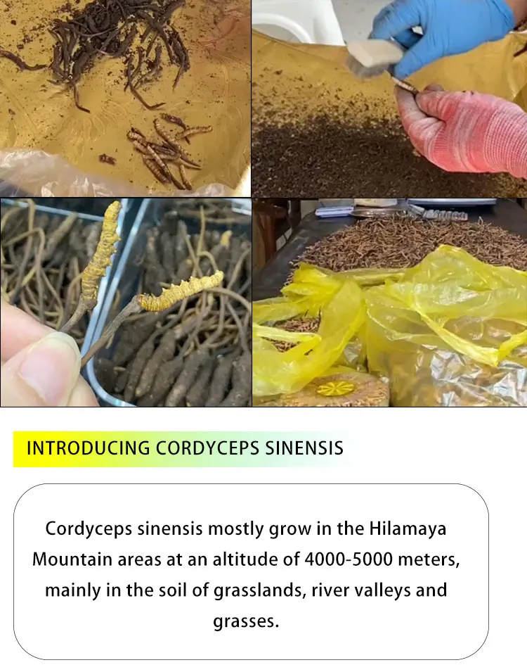 Whole Plant Cordyceps Sinensis Tibet Powder Extract Norland Cordyceps ...