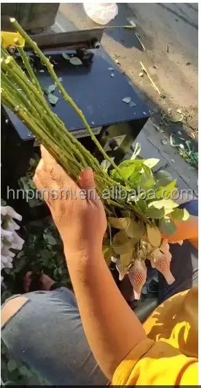 Professional Factory Fresh Flower Processing Machine Top Flower Shop ...