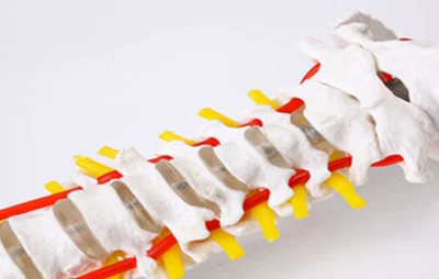 Life-Size Vertebral Column with Pelvis Human Plastic Spine Model ...