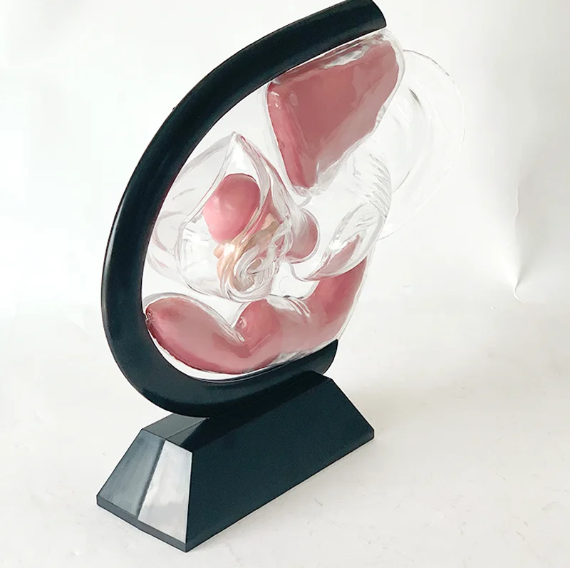 Transparent Uterus Model - Detailed Pelvic Reproductive System