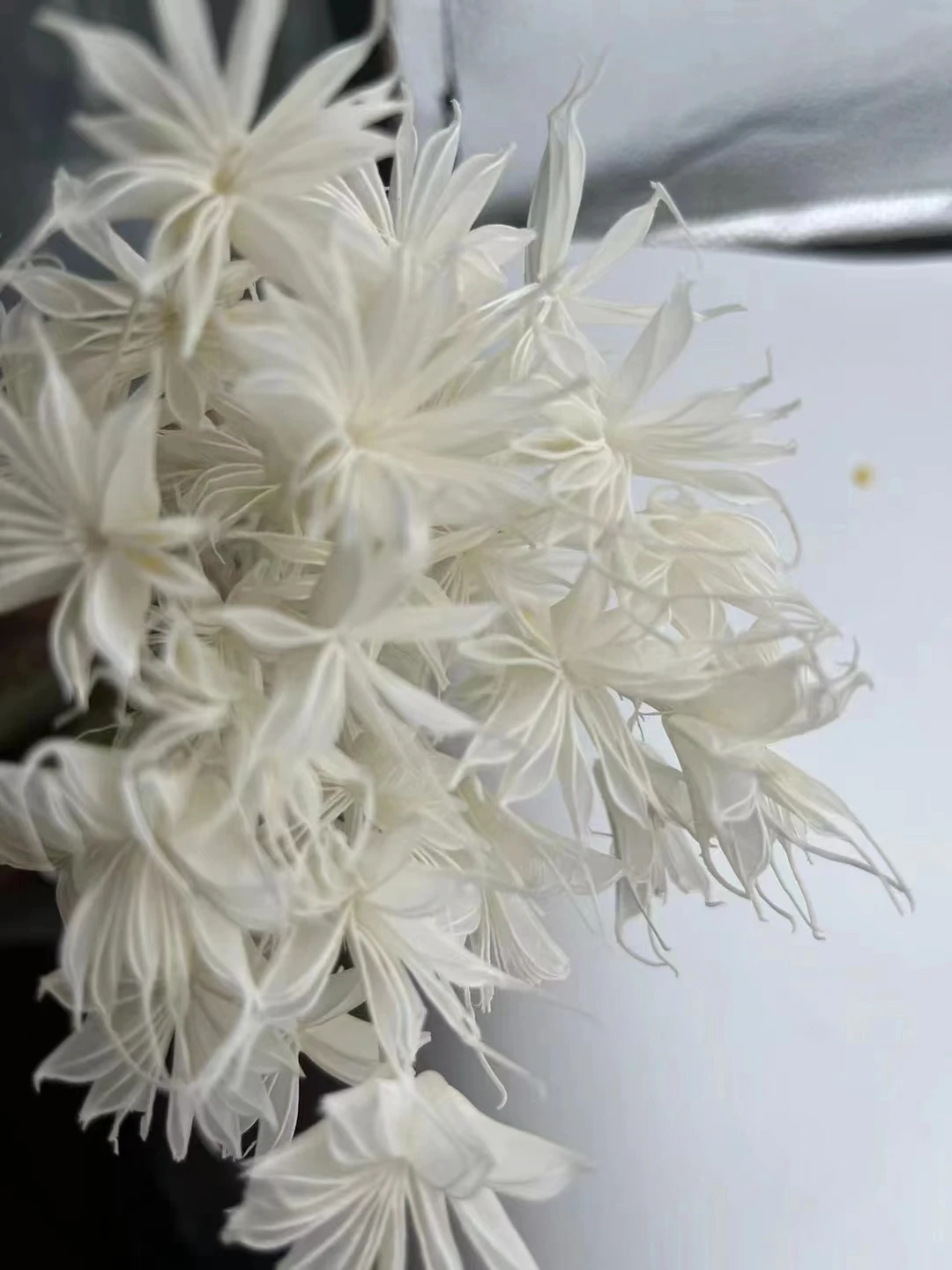 Wholesale White Dried Flowers Nigella Orientalis - Octagon Flowers