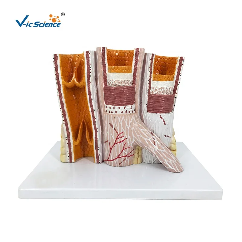 Microanatomy Artery & Vein Anatomy Model human body anatomy model human ...