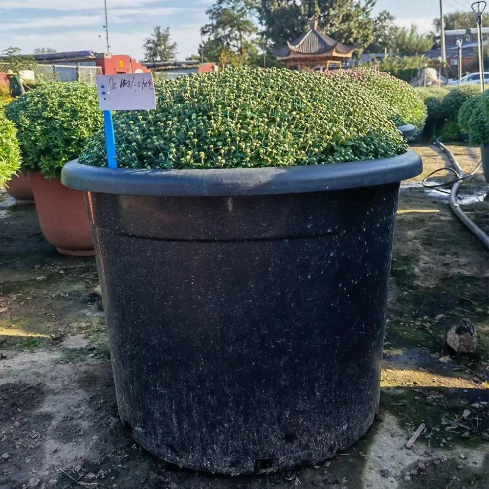 Wholesale Durable Greenhouse Plastic Nursery Grow Pots