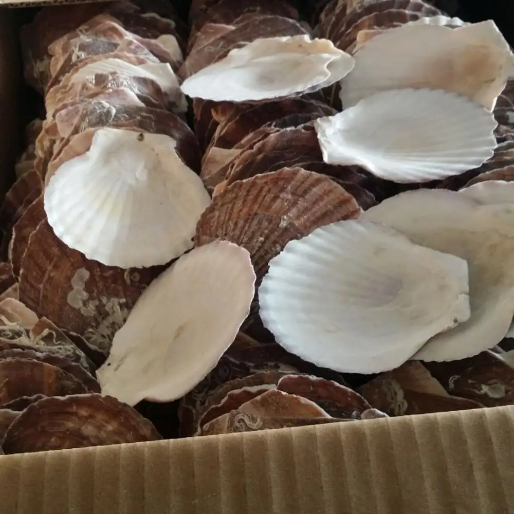 Scallop Shells Drawing Crafts Wall Decor Ornament Conch Wholesale Large ...