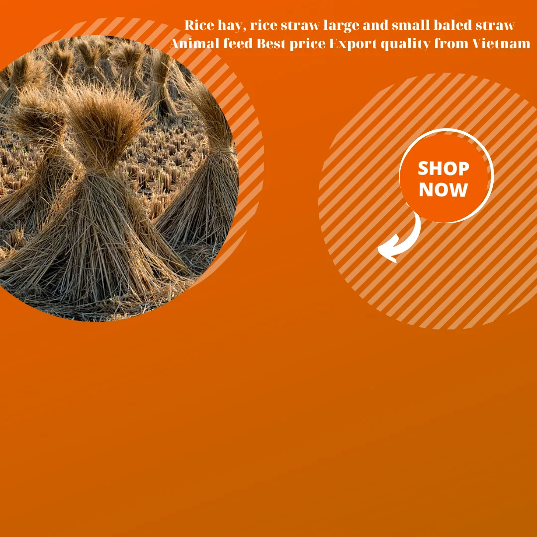 Rice Hay & Straw Animal Feed for Cattle & Horse 46% Protein Vietnam ...