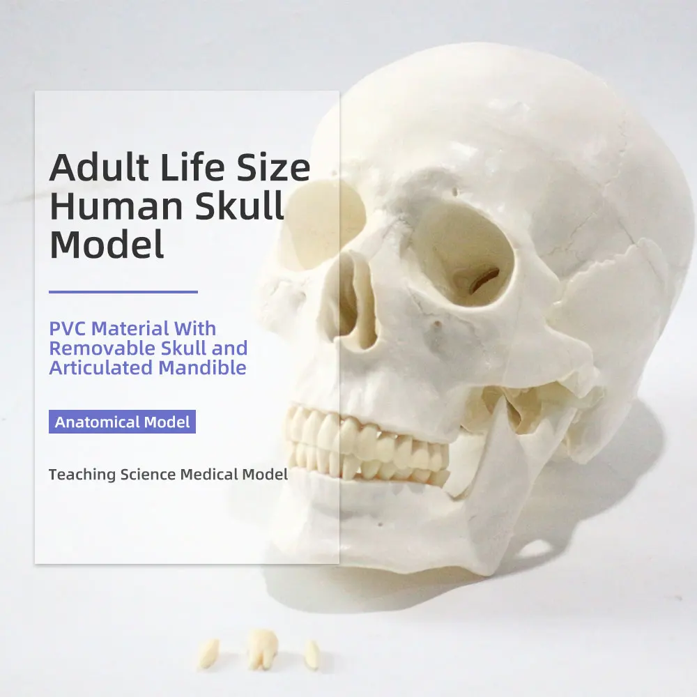 Human Skull Model Anatomy Medical De Articulated Life Size Pvc Material ...
