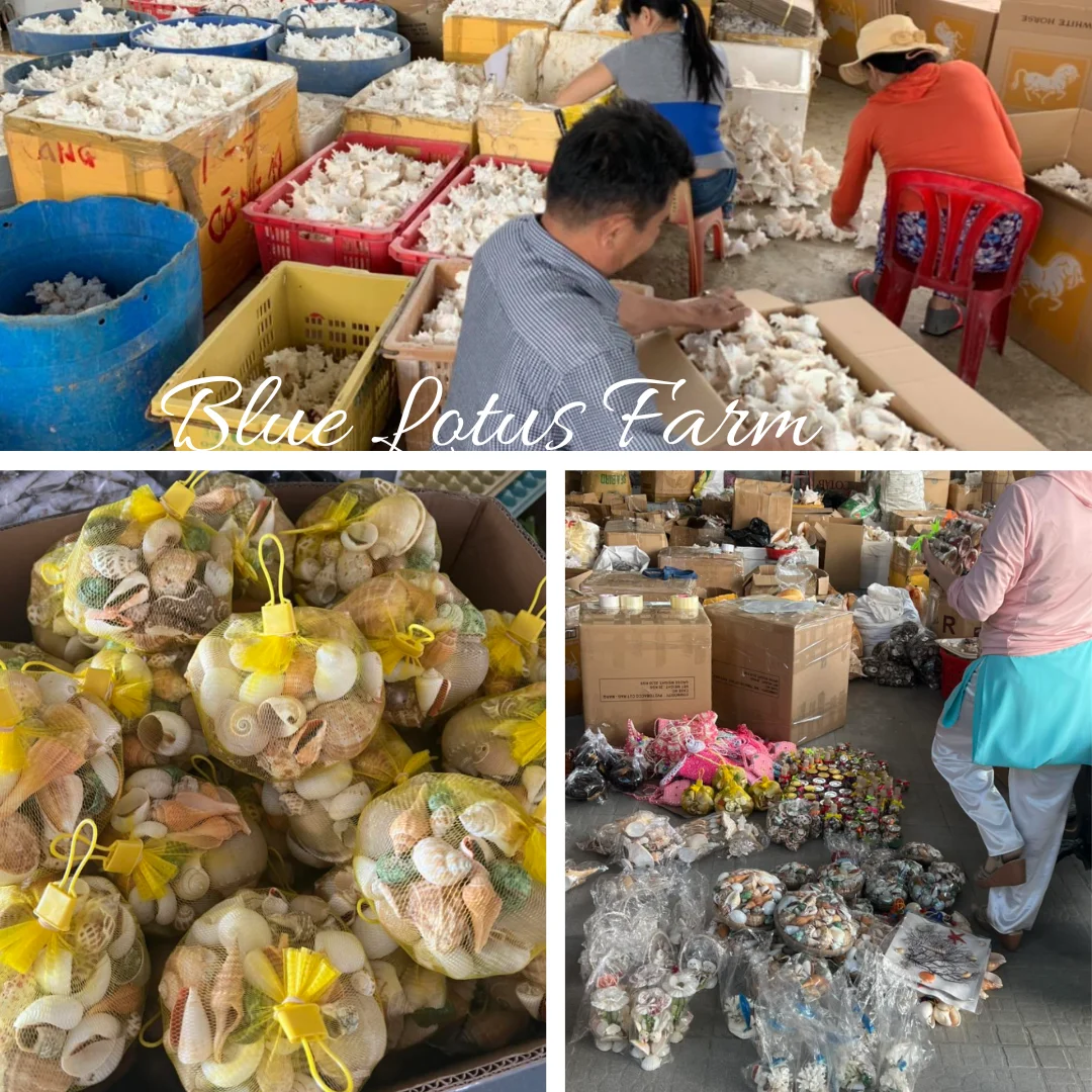 Vietnam Breastfeeding Baby Shells Seashell Limpet Handicraft for Bra ...