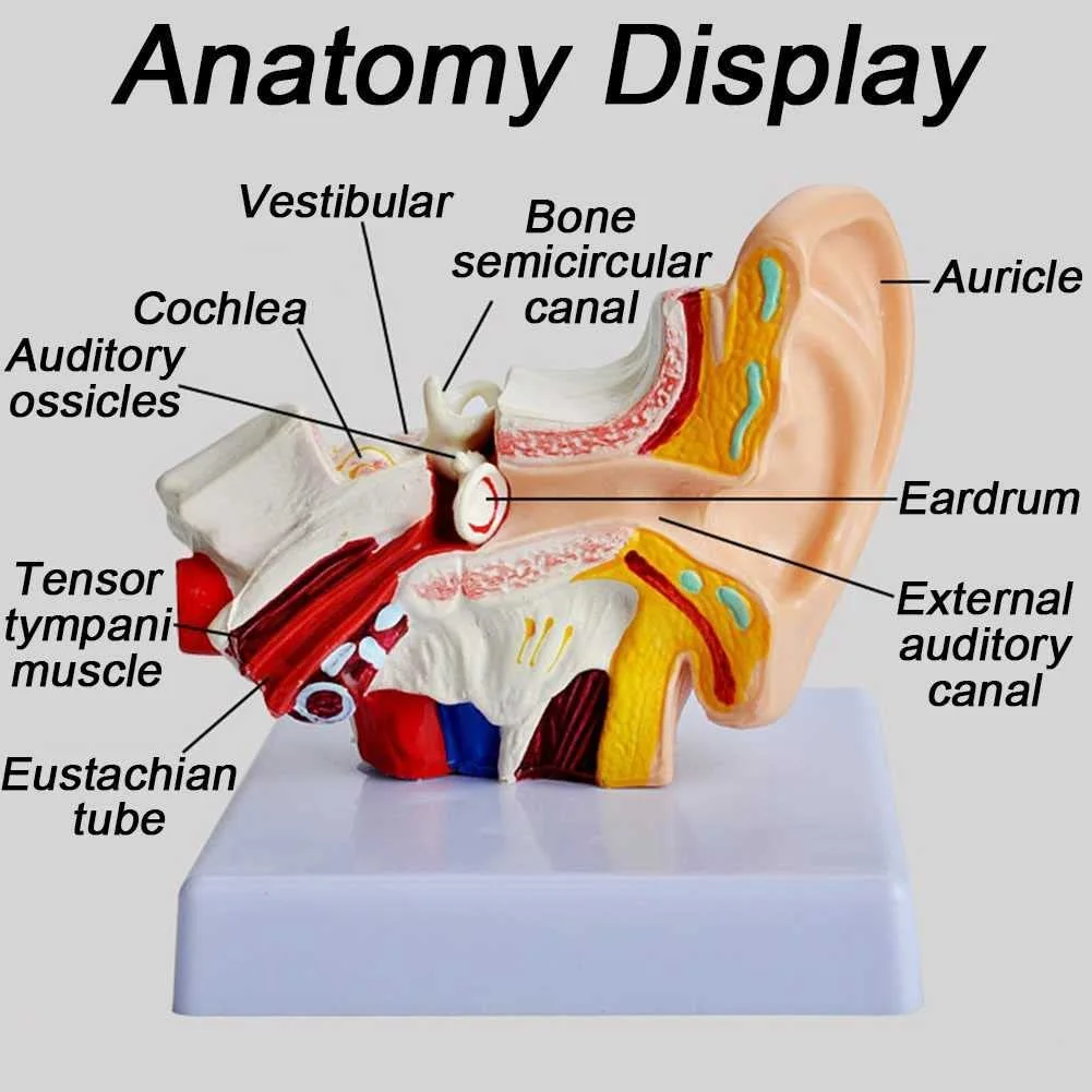 Medical Science Good Quality Human Anatomy Model 1.5 Times Human Ear ...