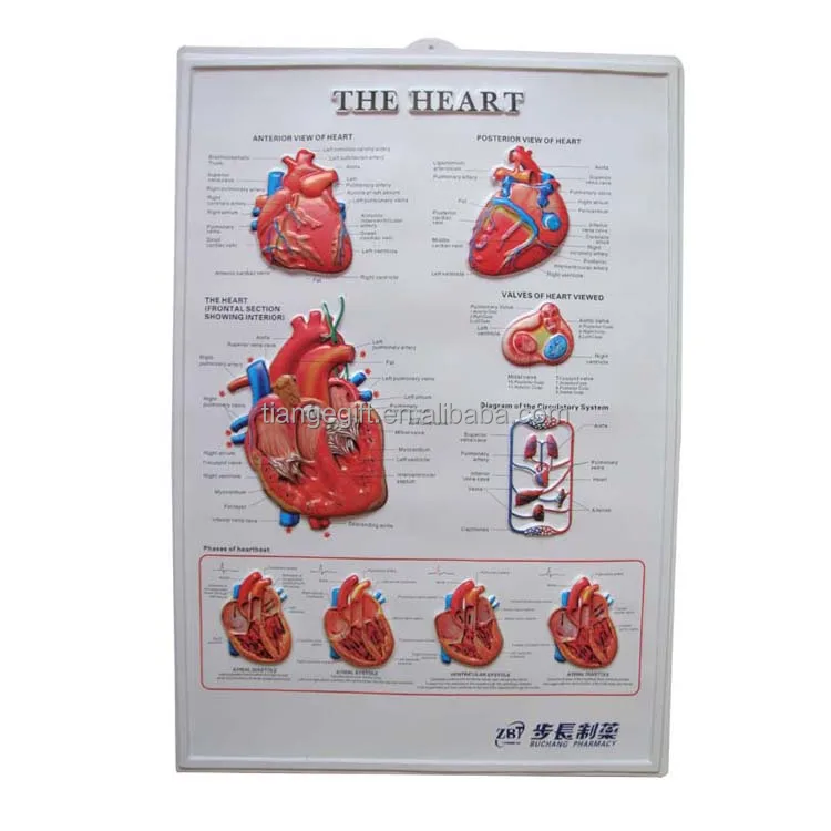 Customized 3D Medical Poster PVC Medical Wall Chart With Design ...