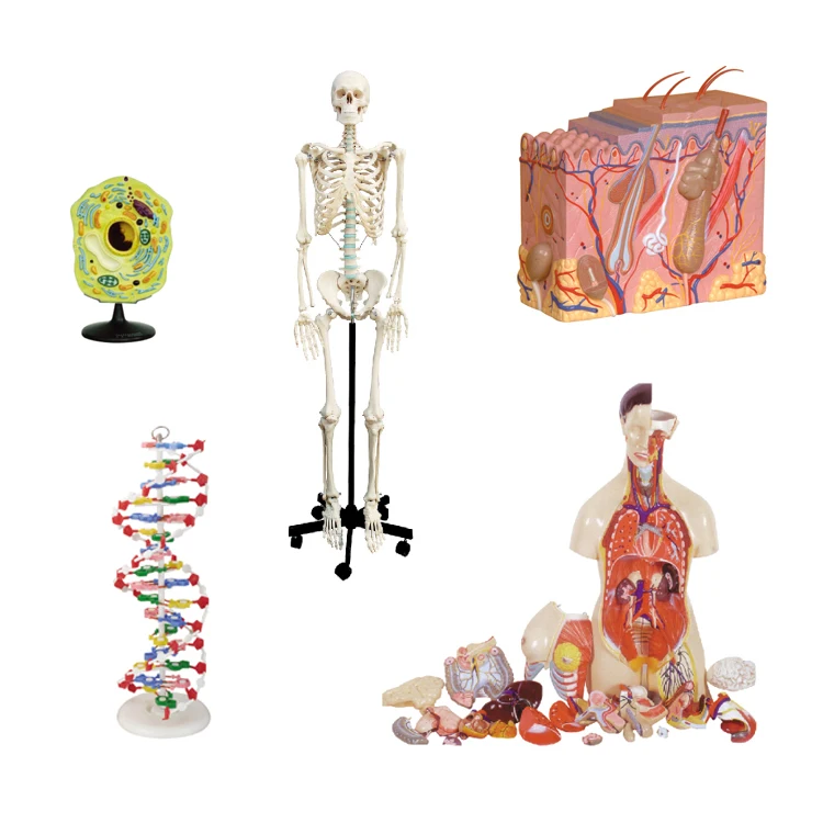 3d Anatomy Skin Disarticulated Human Skeleton Brain Slicing Torso ...