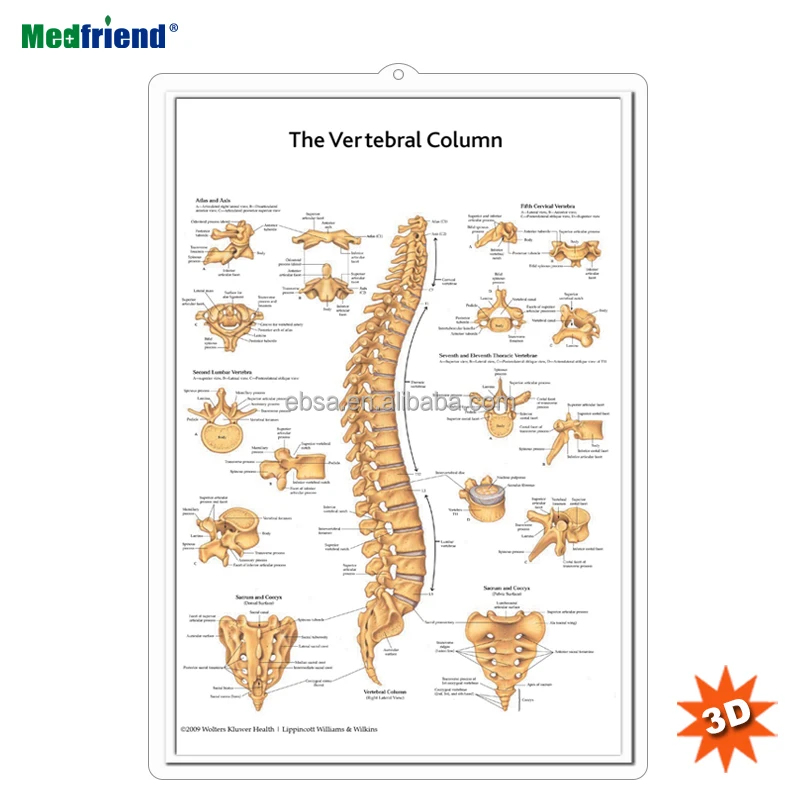 3D Medical Human Anatomical Wall Chart / Poster - Hand and Wrist ...