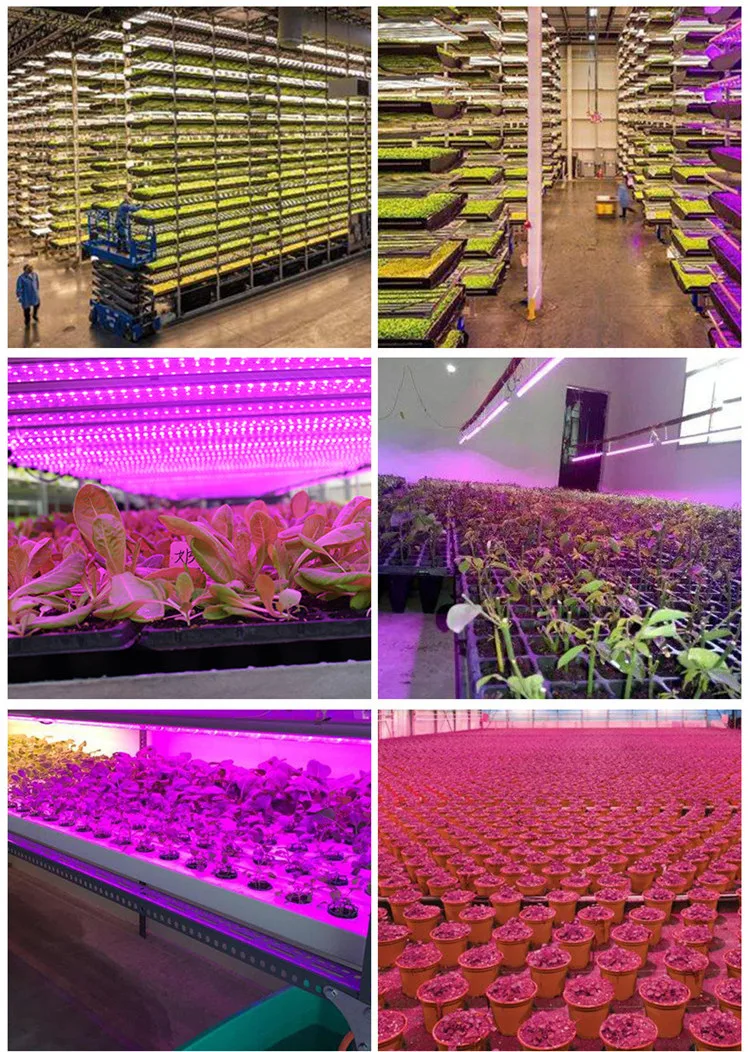 T5 T8 Grow Led Tube Light 8ft 4ft Red Blue Full Spectrum Led Grow Tube ...
