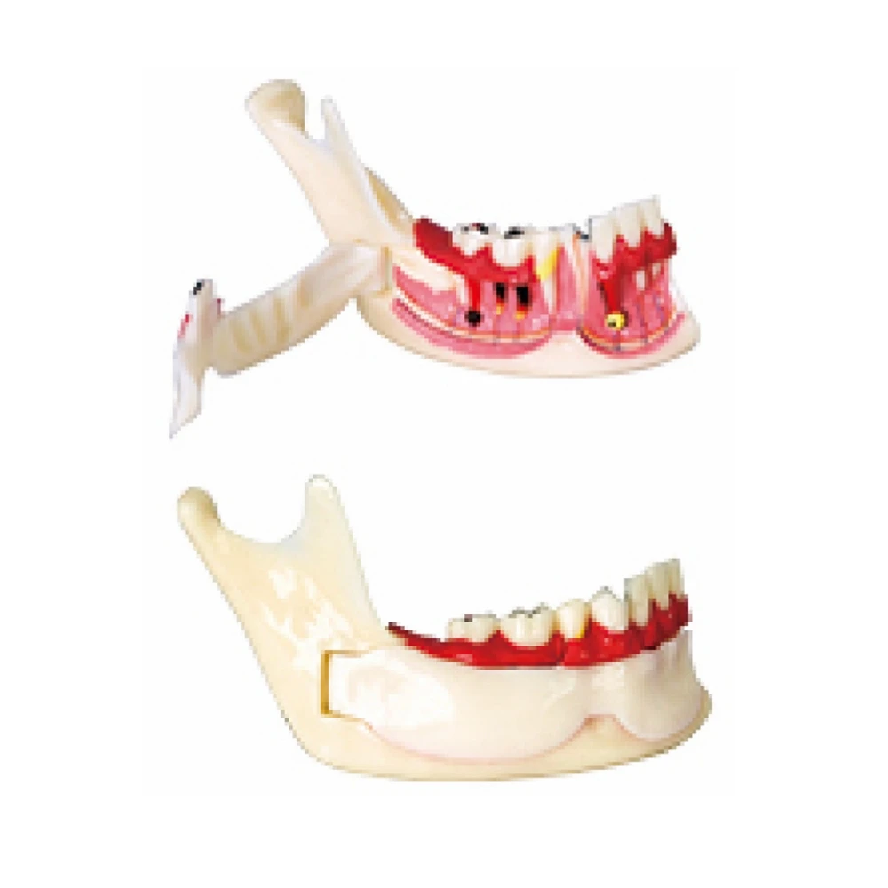 Organization of Mandible Teeth Education Model With Nerves| Alibaba.com