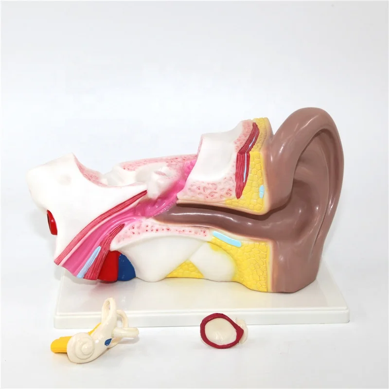 Hot Selling Advanced PVC Anatomical Human Ear Model| Alibaba.com