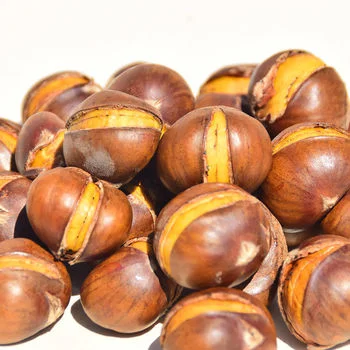 Chestnut And Nuts For Export And First Quality Chestnut From China ...