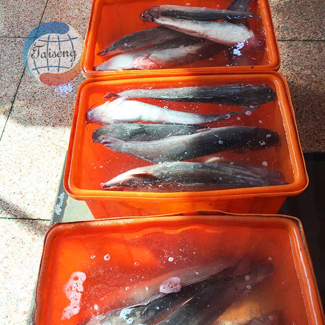 Frozen Fresh Whole Round Catfish Fish - Buy Catfish Whole Round,Frozen ...